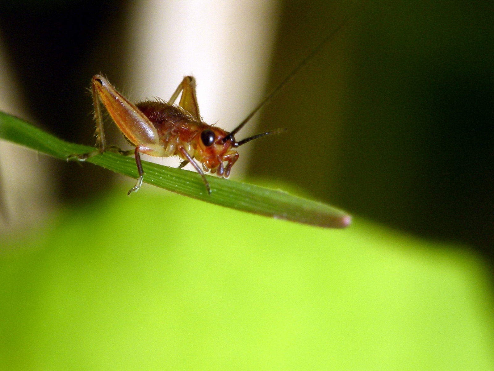 cricket sound - iNEWS