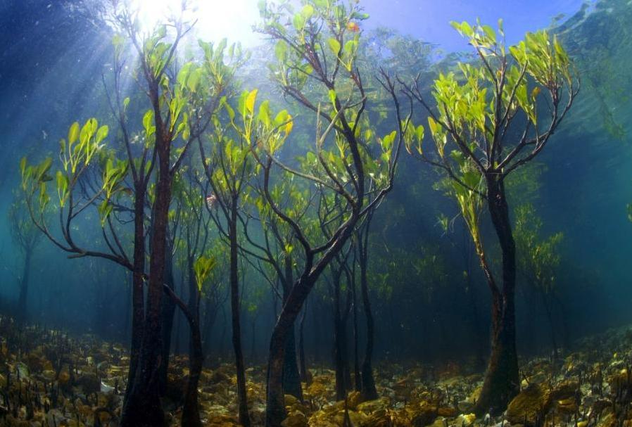 What's the point of exploring ancient underwater forests? - iNEWS