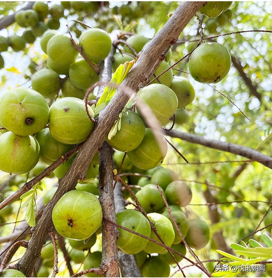 The magical fruit in the mountains of Yunnan - Yunnan olive - iNEWS