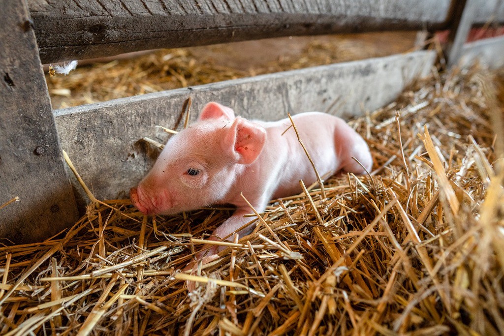 The scary pig "super cursed appearance" born in the Philippines scare ...