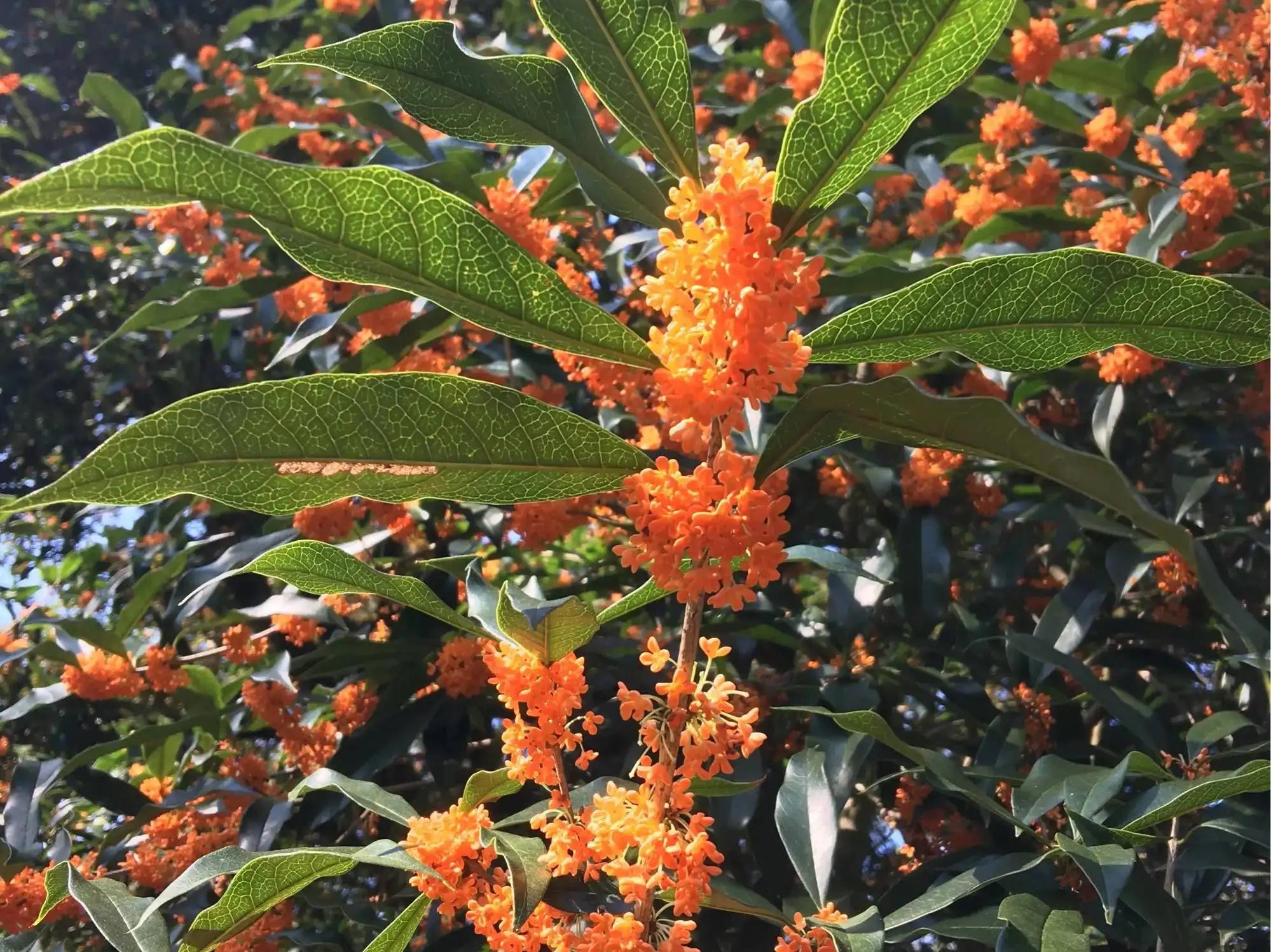 Chinese Osmanthus • Silver Osmanthus - iMedia