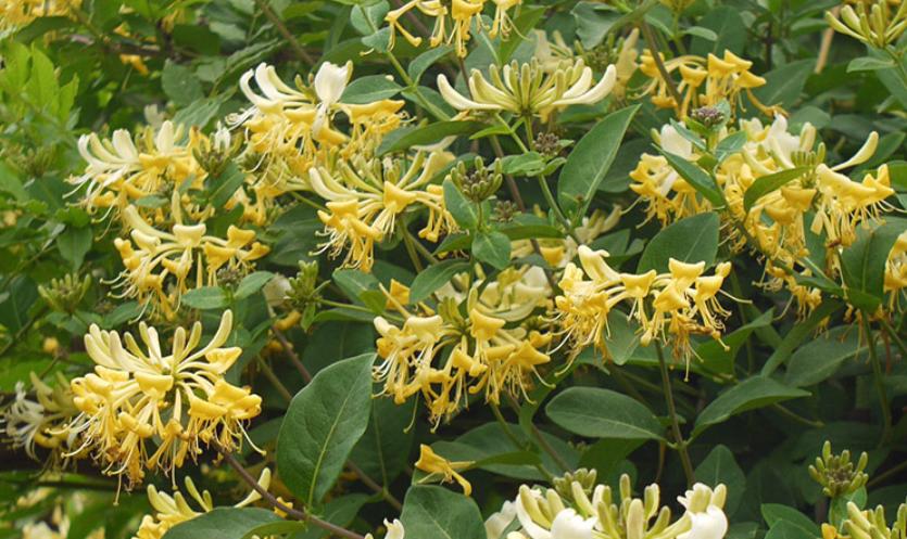 Maintaining honeysuckle in spring, mastering the "4 more" principles ...