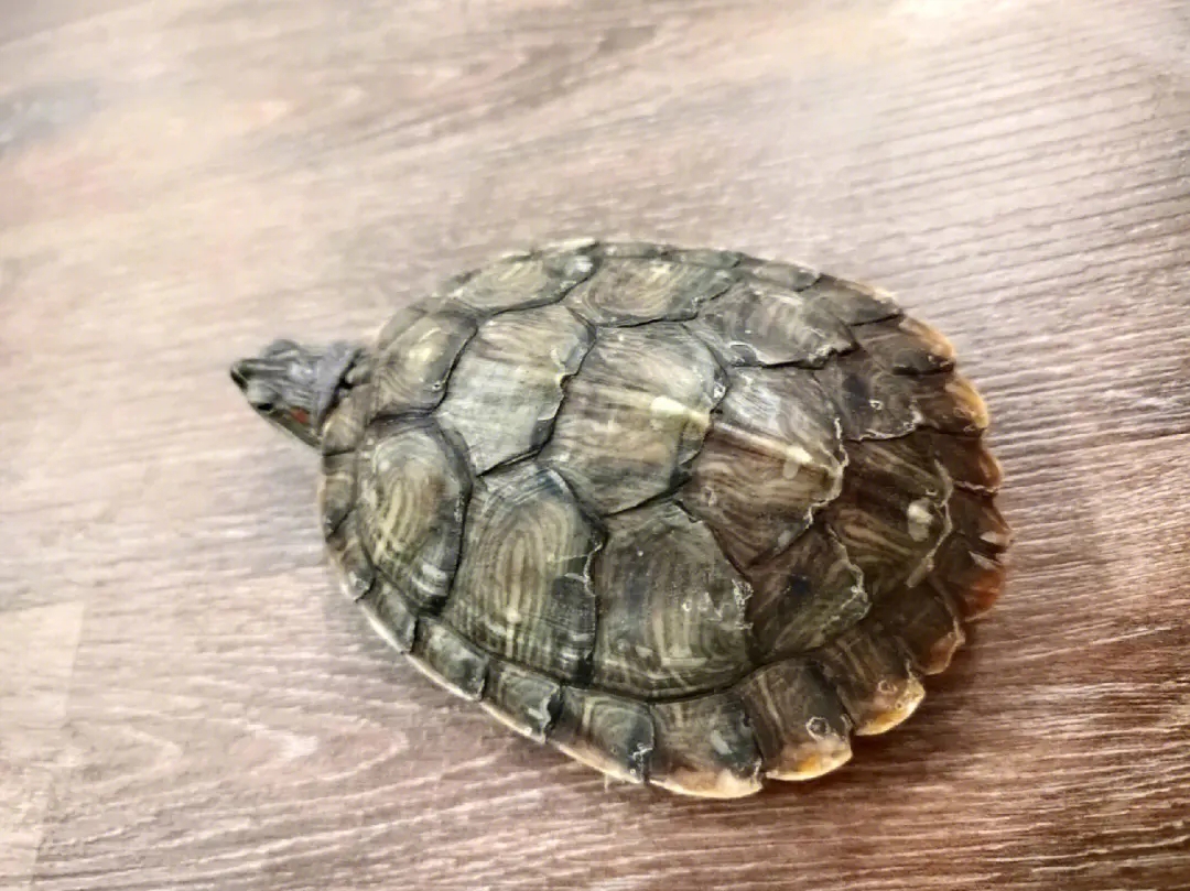 It is also a reptile, will the turtle change its shell like a snake ...