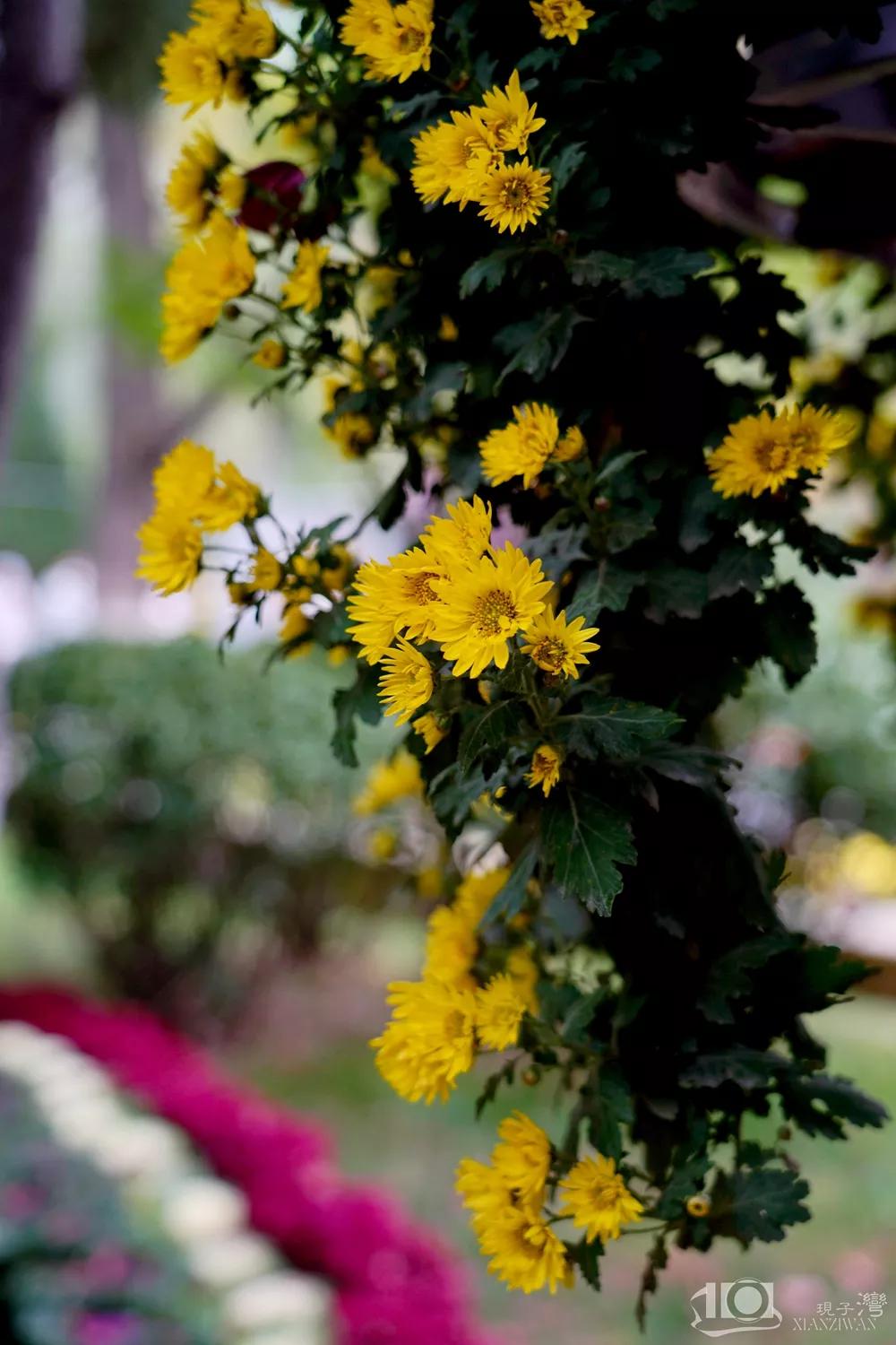 Chrysanthemum, the spirit of autumn (chrysanthemum)! - iMedia