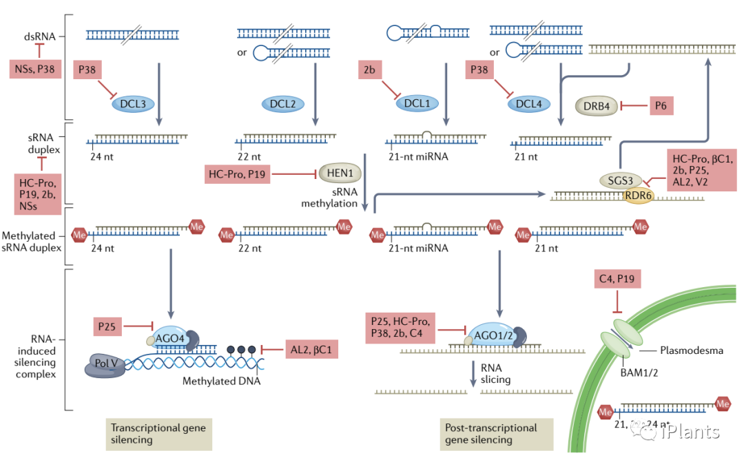 David Baulcombe reviews the mechanism of RNA silencing in plant ...