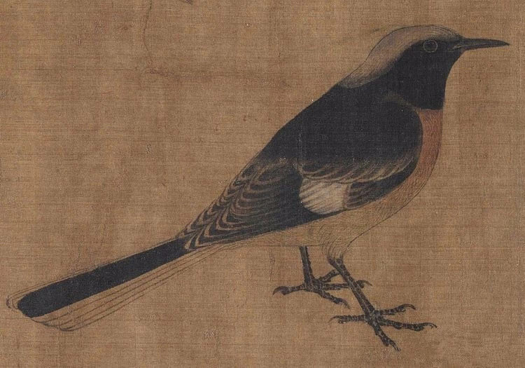 The Five Dynasties Huang Quan's "Sketch of Rare Birds": The beard and ...