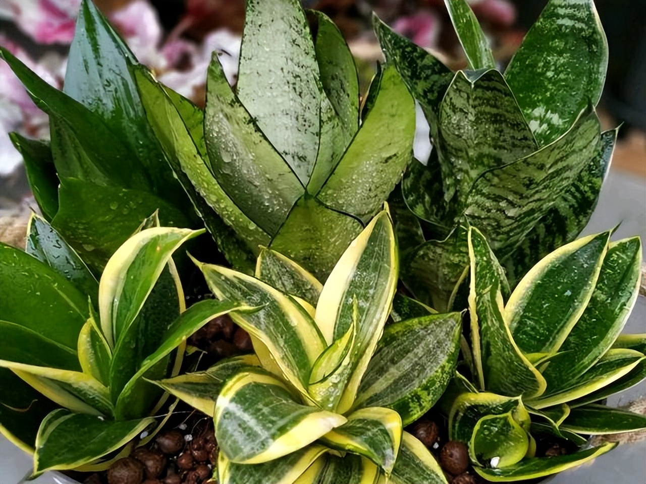 From June to August, Tiger Pilan is too "hungry", so put some "4 kinds ...