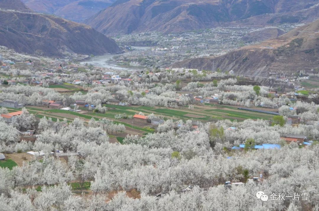 Jinchuan Scenery: Pear Blossoms - iNEWS