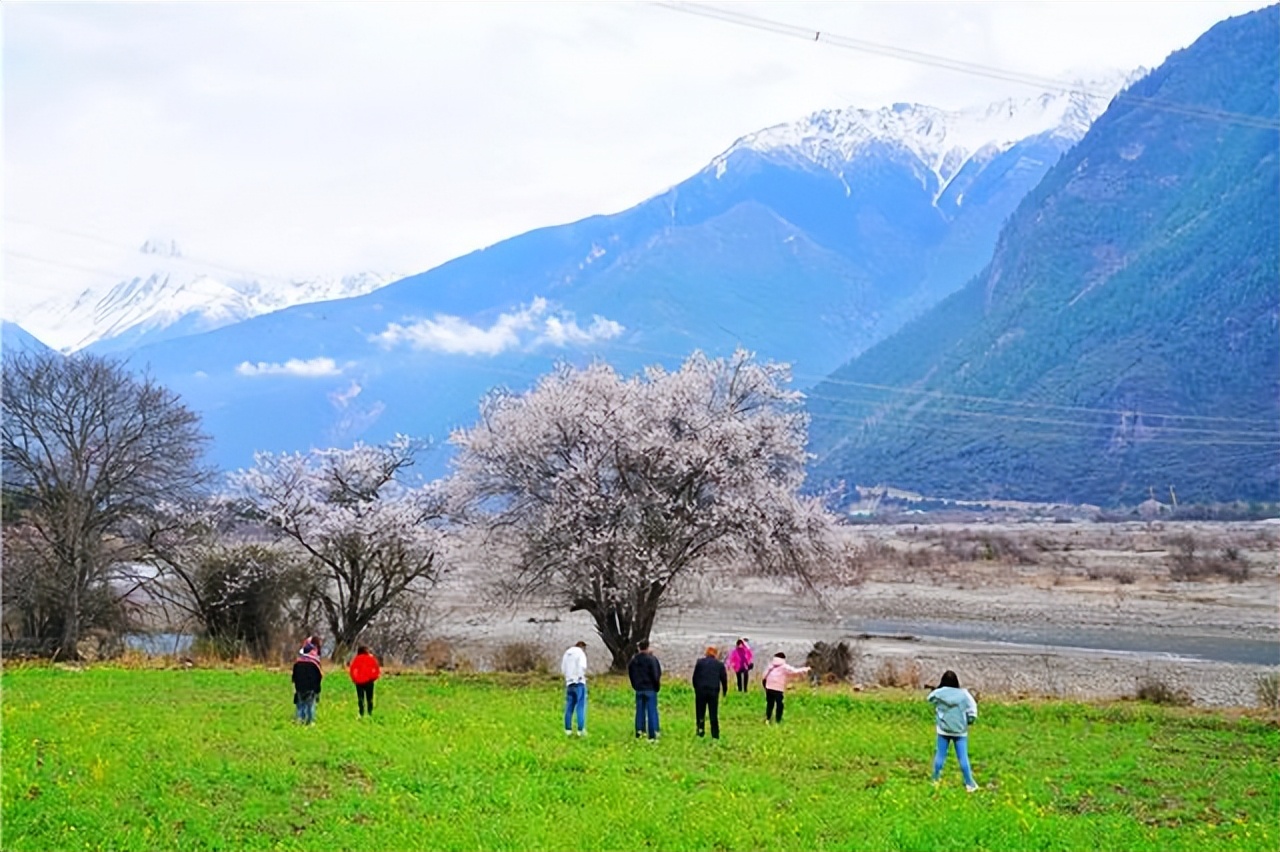 China's flower viewing map, Linzhi, Tibet, the 30-kilometer Peach ...