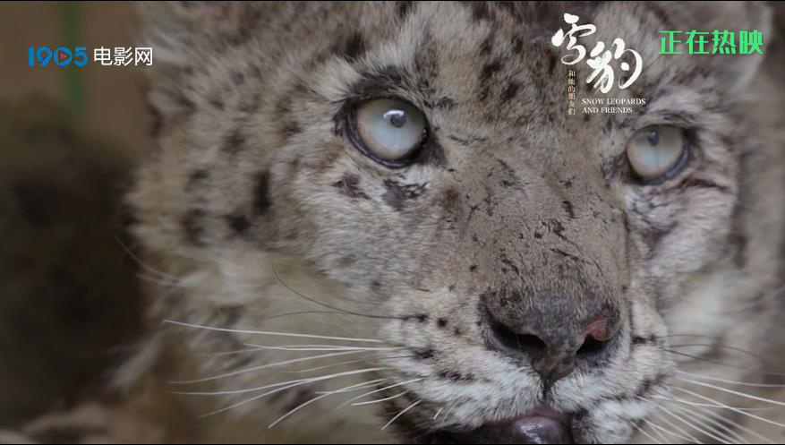 Look cry! The crew of "Snow Leopard and Her Friends" rescued the old ...