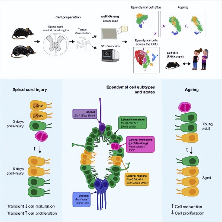 Heterogeneous continuous cell maturation in spinal cord injury: repair ...