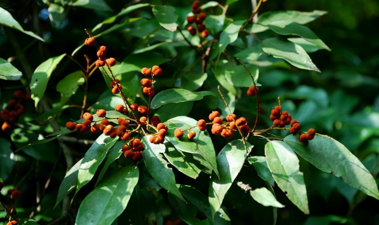 Beauty in the Forest-Fragrant Fruit Tree - iNEWS