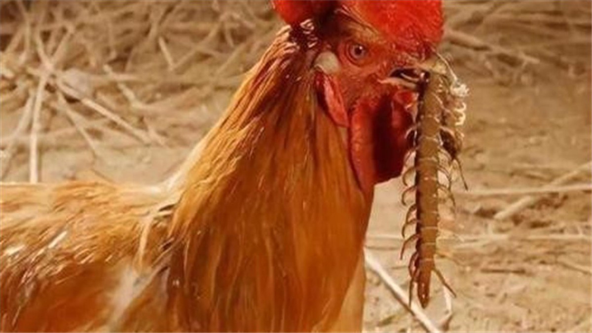 No matter how poisonous a centipede can kill a rooster?Roosters are the ...