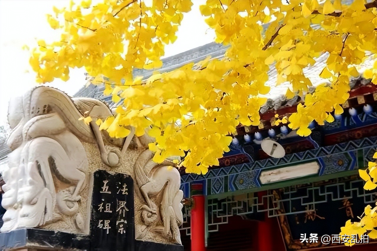 Around Xi'an, there is an ancient ginkgo tree with a thousand-year-old ...