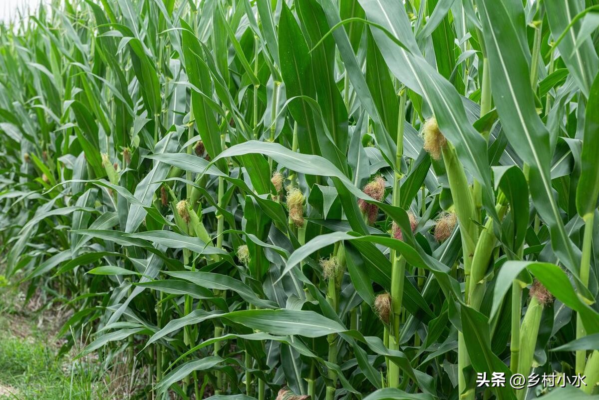 How soon can corn be fertilized? What fertilizer to apply? understand ...
