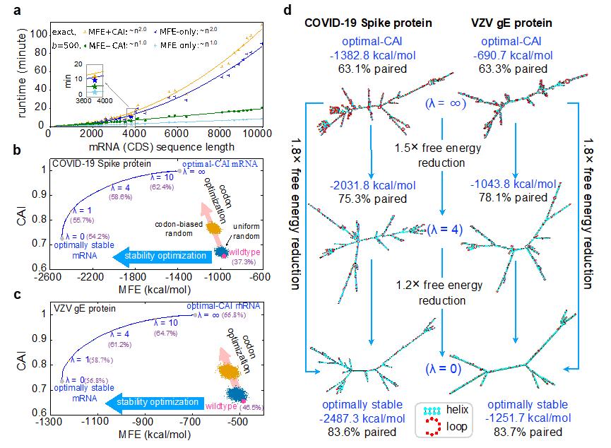Immunogenicity enhanced by 128 times, Baidu mRNA vaccine optimization ...