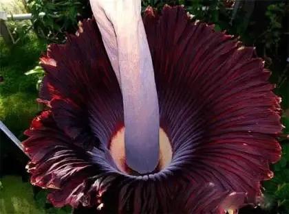 Do you know all these "legendary" plants? - iNEWS