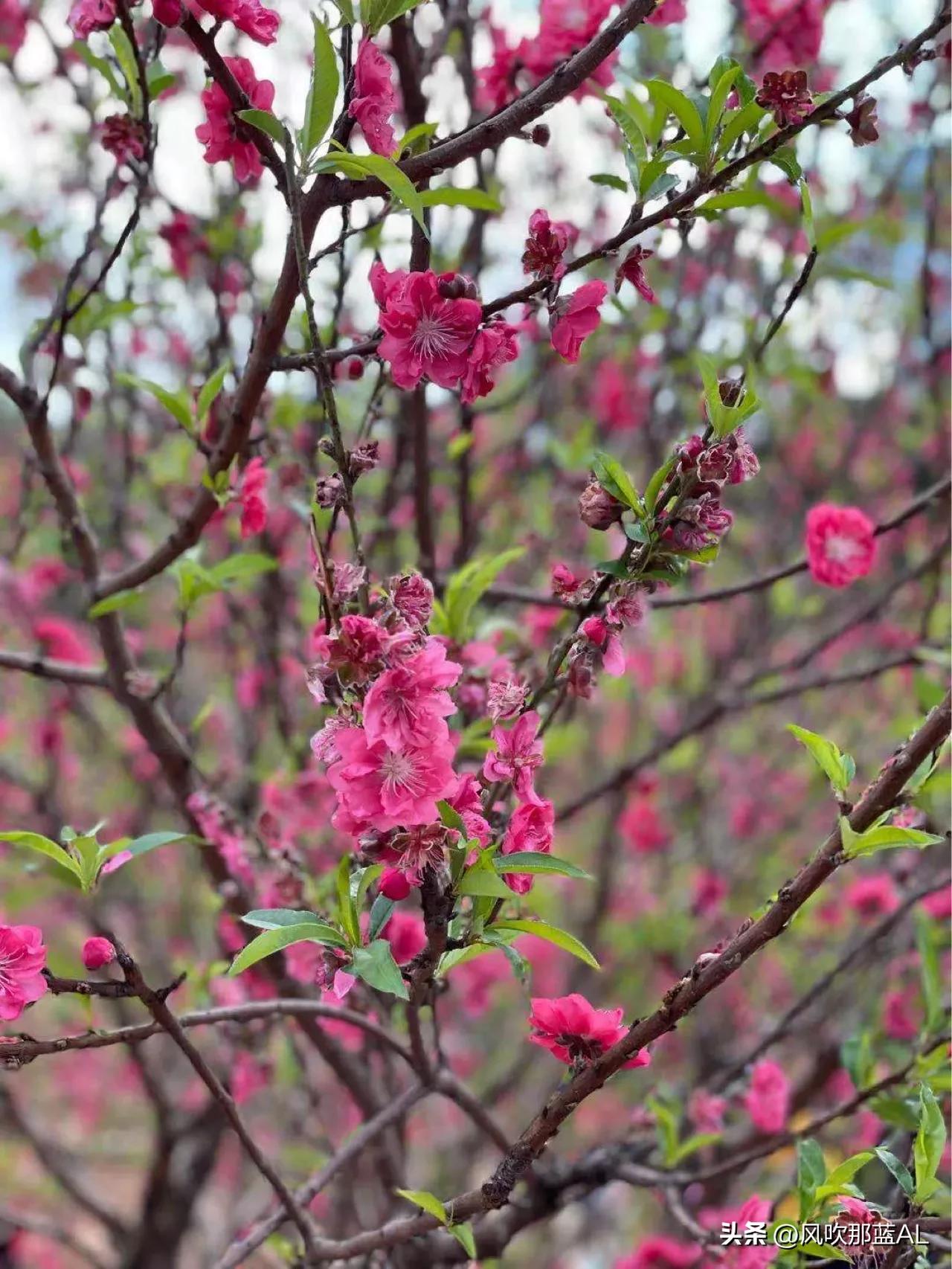 Seven Wonders • Peach Blossom Appreciation in the Peach Garden - iMedia