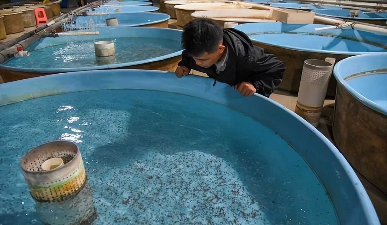 230,000 Chinese sturgeons are released into the Yangtze River!In 1938 ...