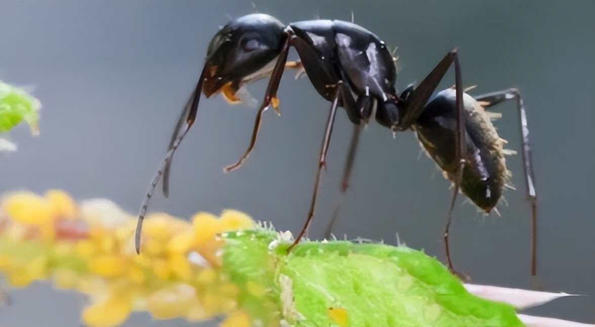 What happens when you put ants in the microwave and heat them up? - iMedia