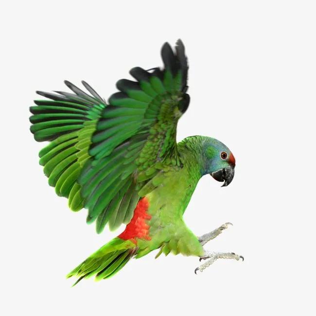 The ancient parrot "The Great Detective" - iNEWS