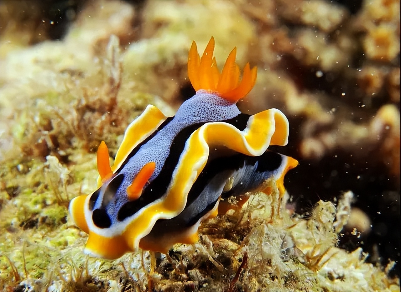 Gene Thief - Sea Rabbit - iNEWS