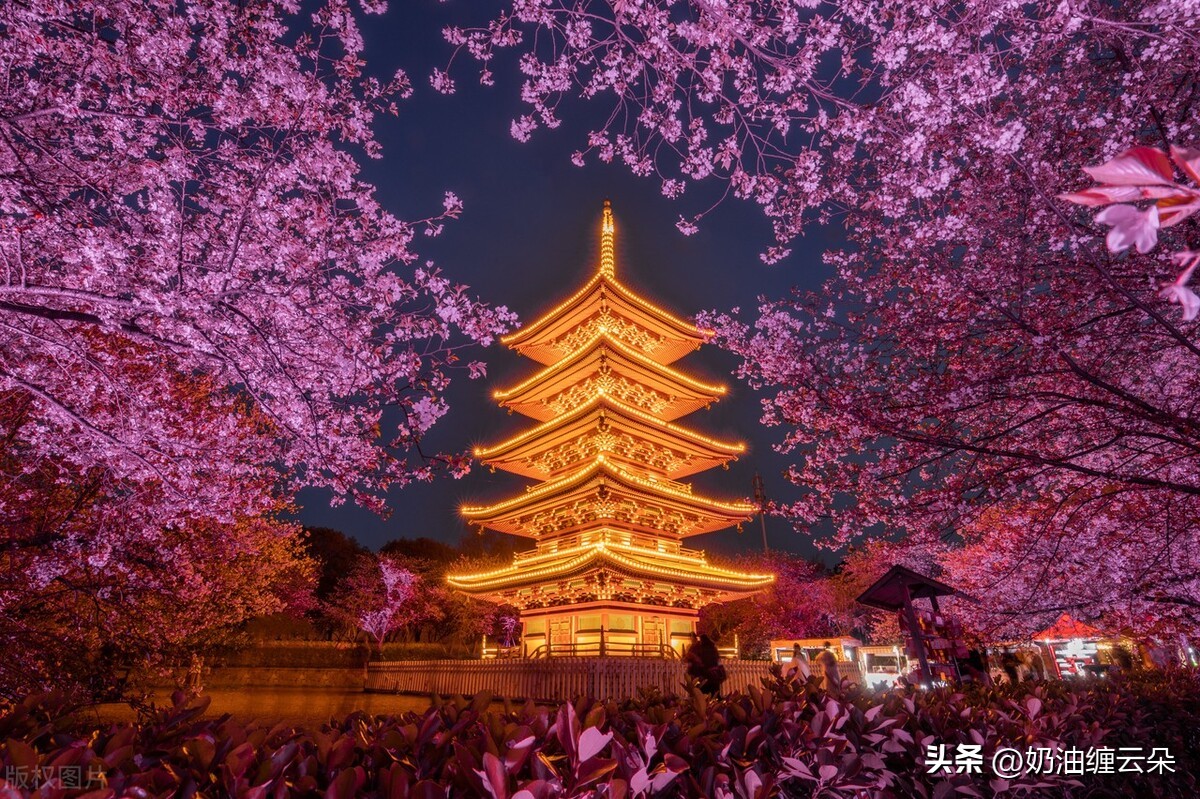 Guide to viewing flowers in April, welcoming the vibrant spring with a ...