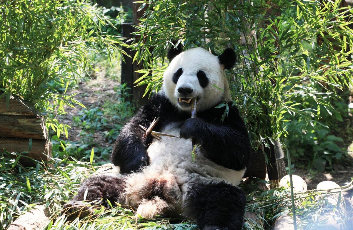 Giant Panda Aibao in South Korea Gives Birth to Twins - iNEWS