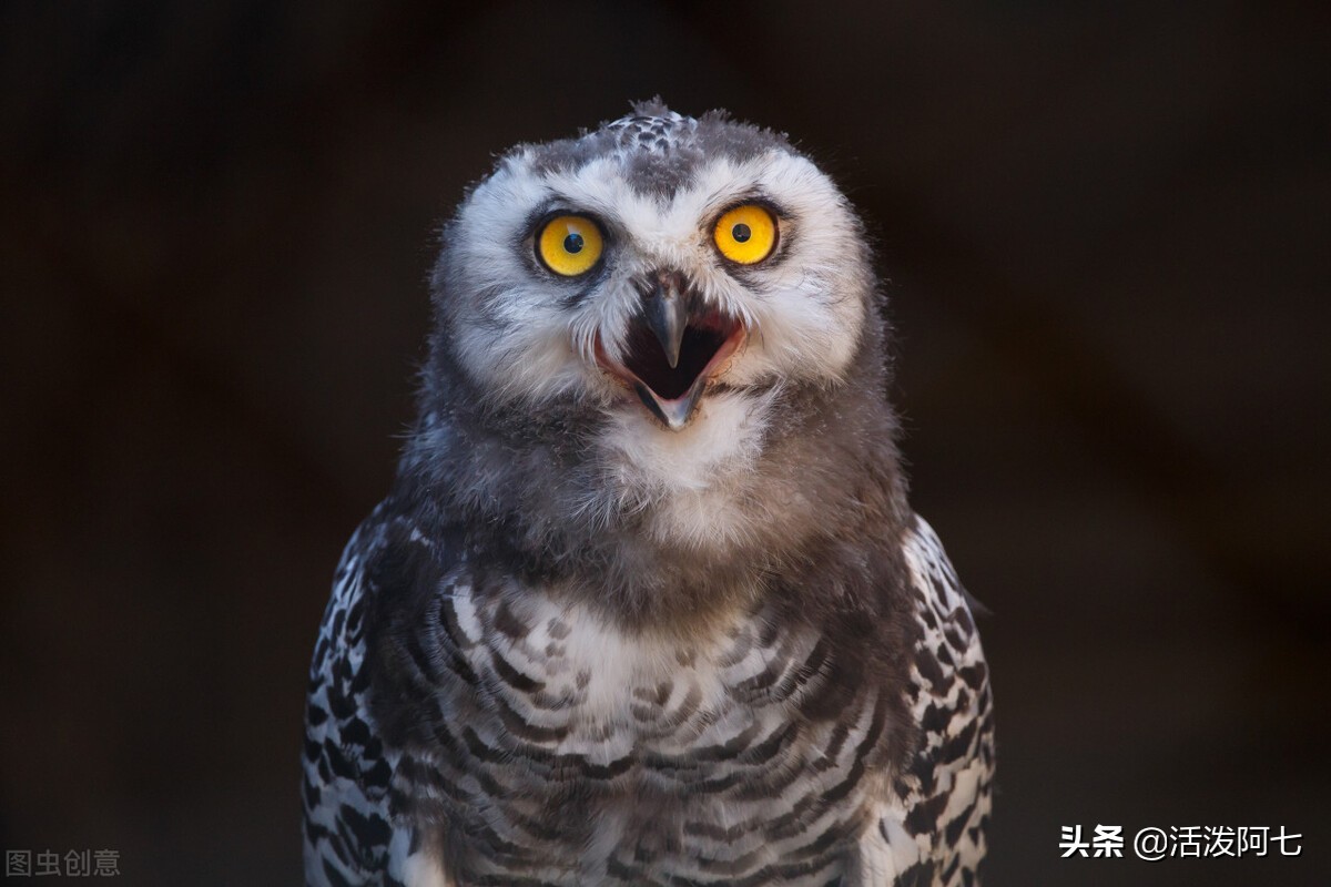 Explore the World ~ Huge Humanoid Owl, Reaper Owl - iNEWS