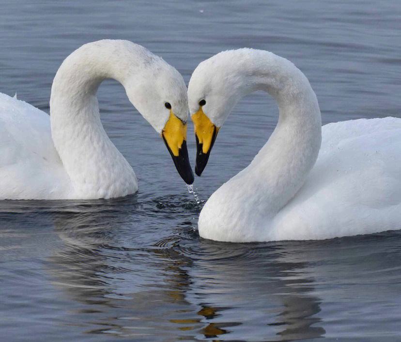 Social Structure and Reproductive Behavior of "Swan": A Field ...