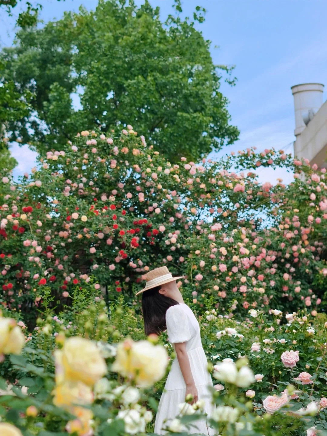 Chengdu rose blooming season is here!Crossing old Shanghai, classical ...