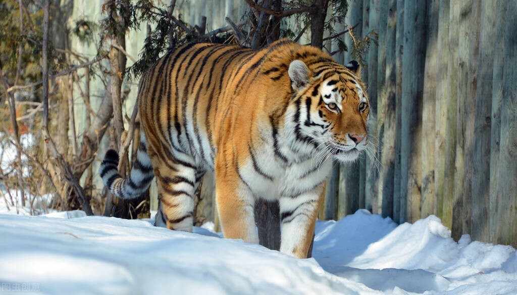 King of Tigers - Siberian Tiger - iNEWS