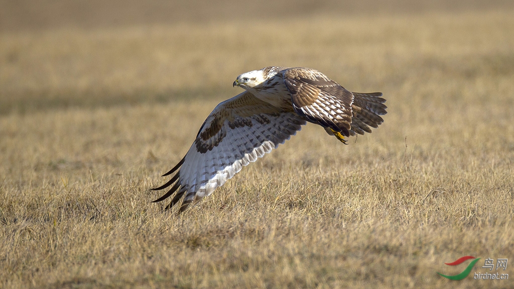Can birds fight venomous snakes?Xinjiang Giant Buzzard, vs. Indian ...