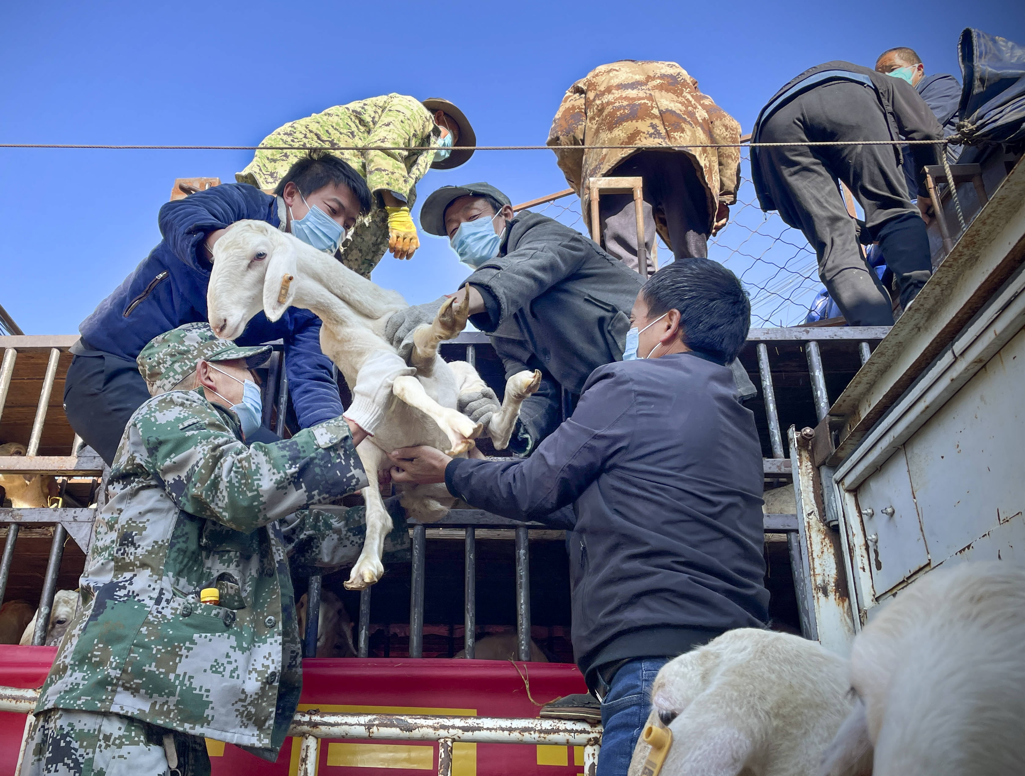 Jinchuan, Sichuan: Anji Lake sheep enter Sichuan to raise "golden ...