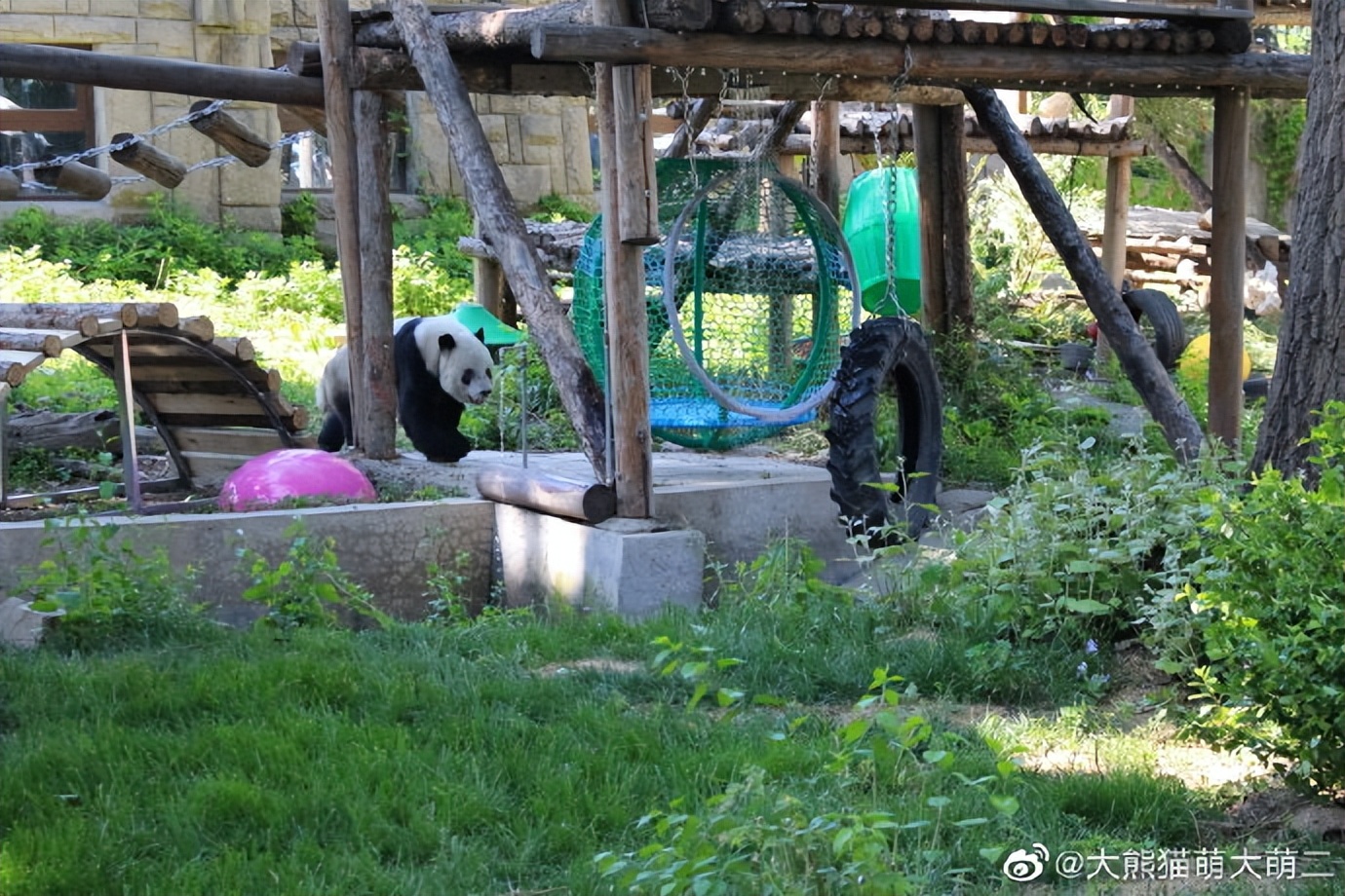 Have you ever seen a panda breaking bamboo with its face? Come and see ...