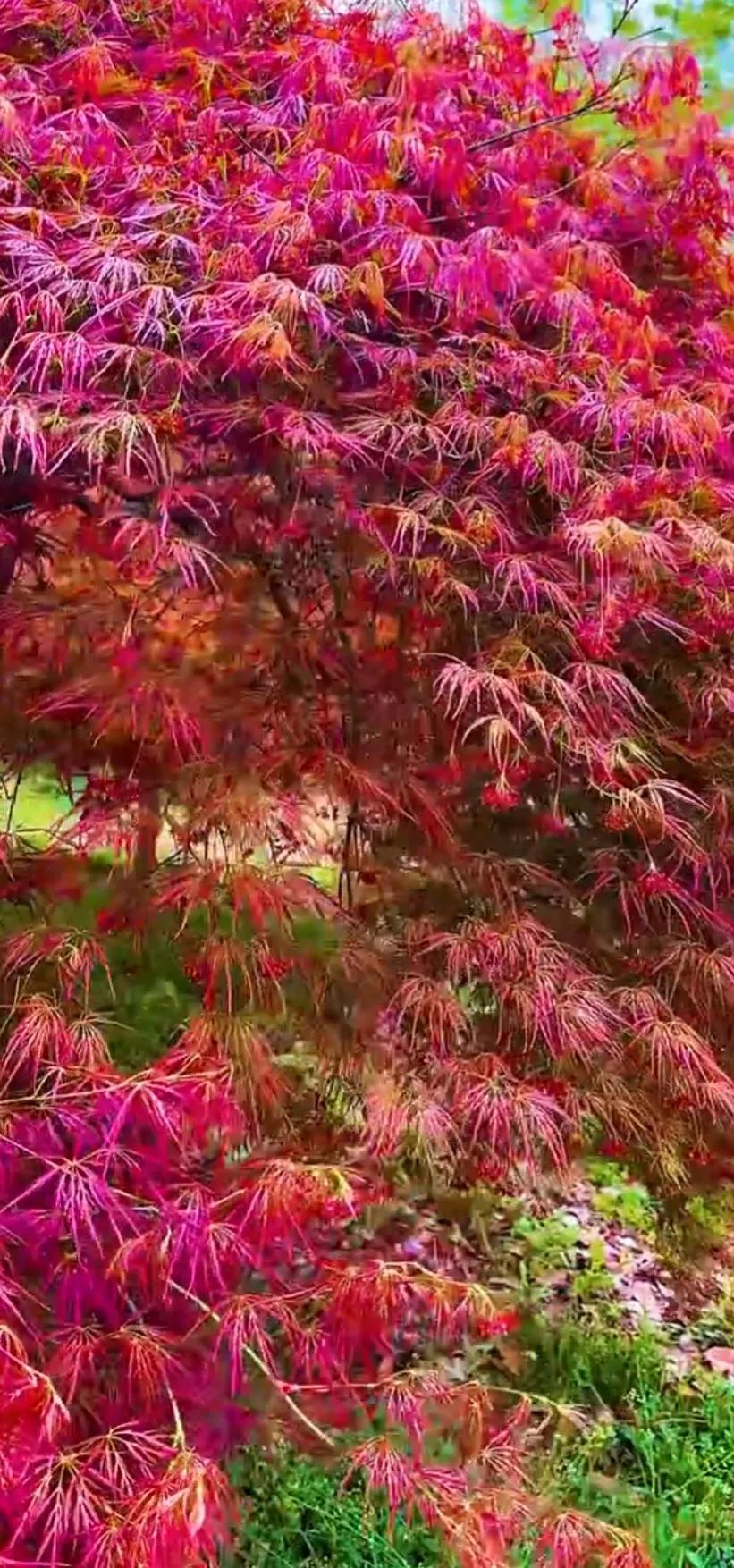 In early summer, the trees grow new leaves, and the garden is full of ...