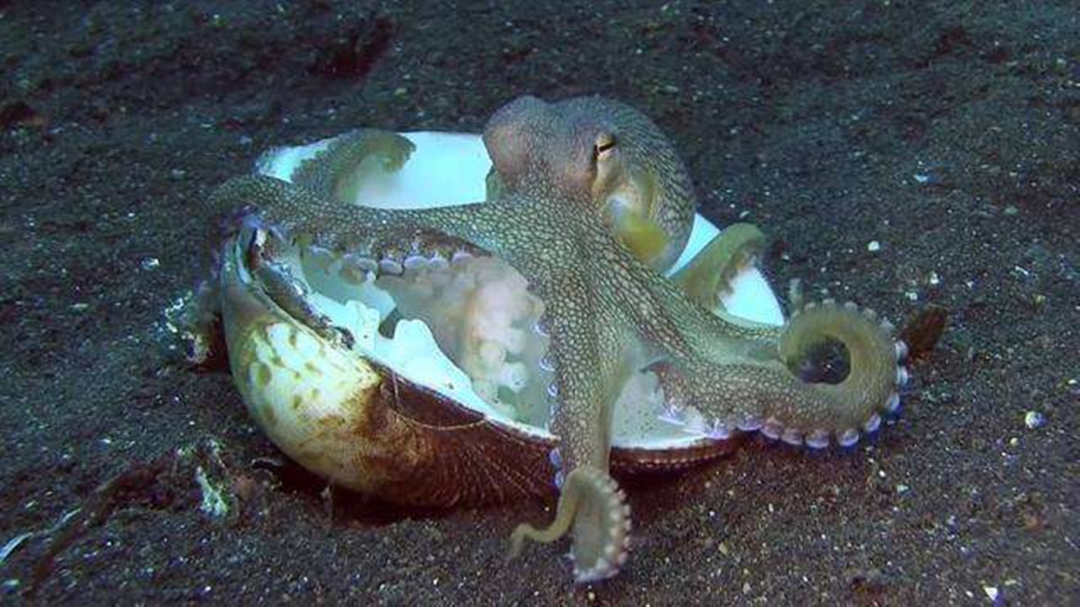 It is not at the top of the food chain, and the IQ is so high that ...