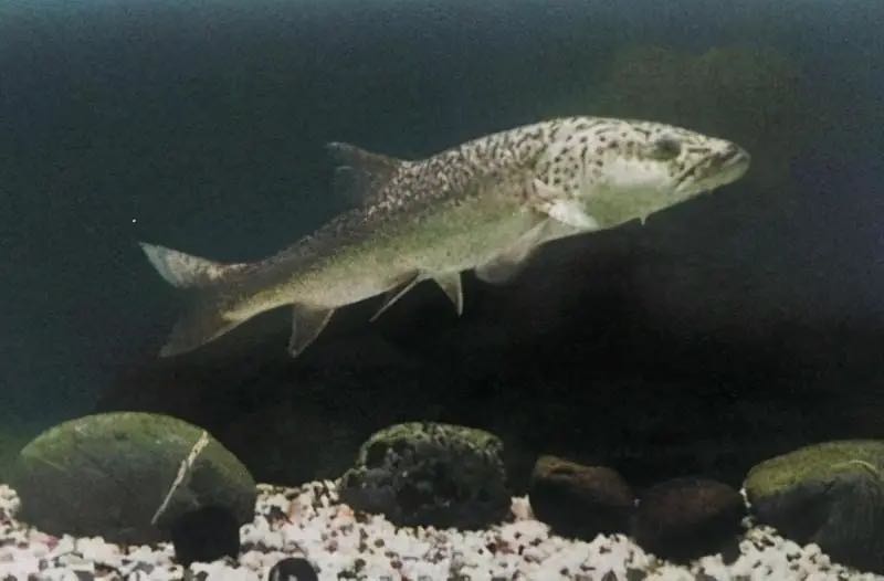 Xinjiang big head fish, giant panda in the water, almost eaten up - iNEWS