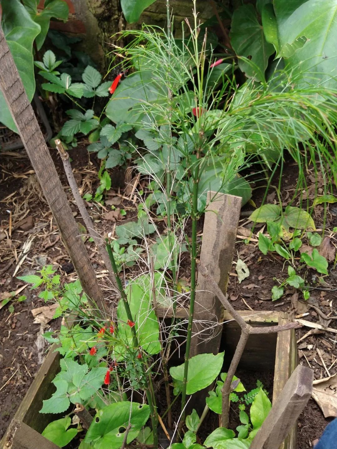 Flowers are like a bunch of small firecrackers, small shrubs that bloom ...