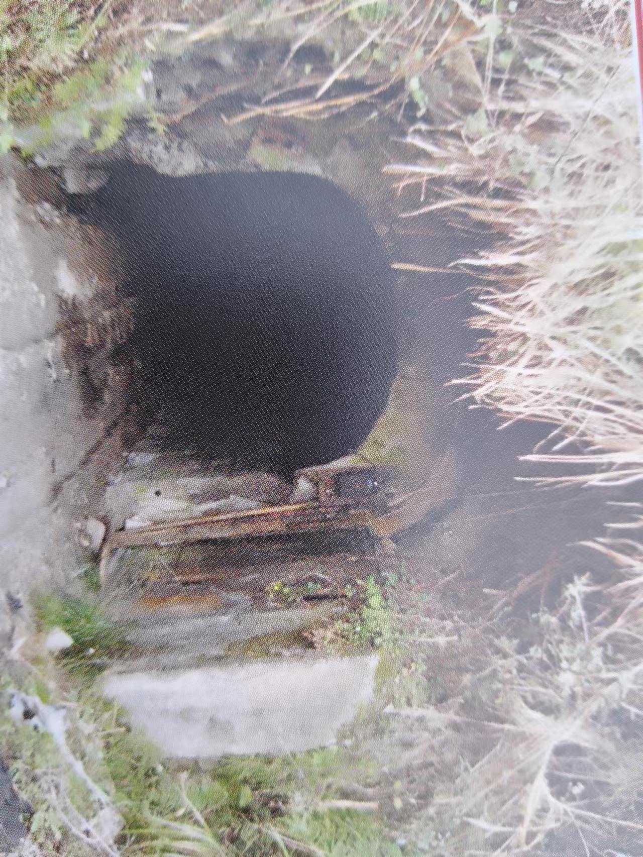 There is a century-old maple tree in Hubei feldspar mine: it is a ...