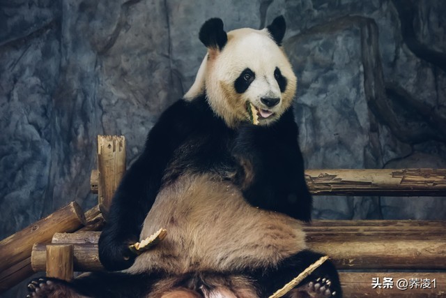 Panda Yaya finally returned to China, her own child hurts herself! - iNEWS