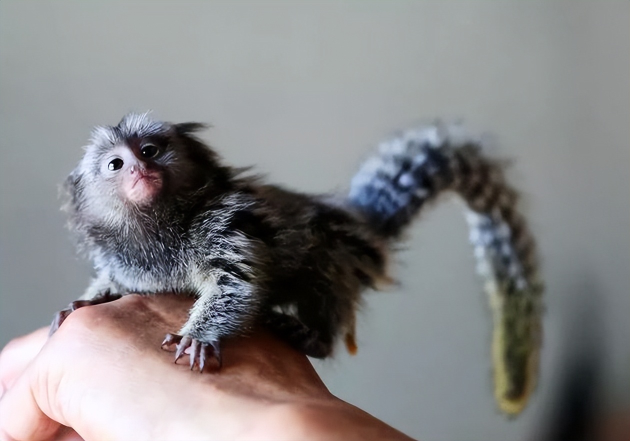 Small body, big world: the ecology and behavior of pygmy marmosets - iNEWS