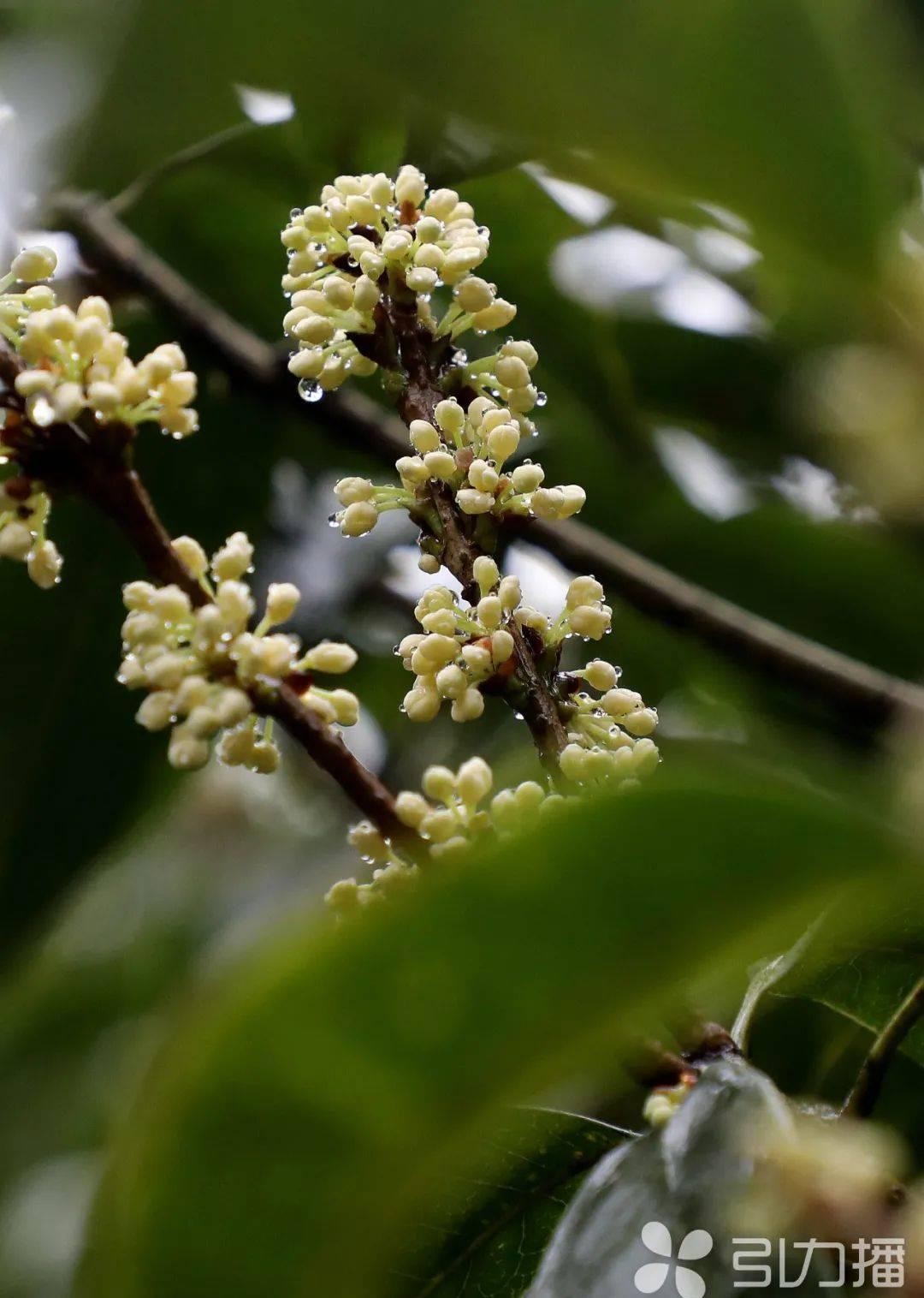 The golden osmanthus flowers of Suzhou! - iNEWS