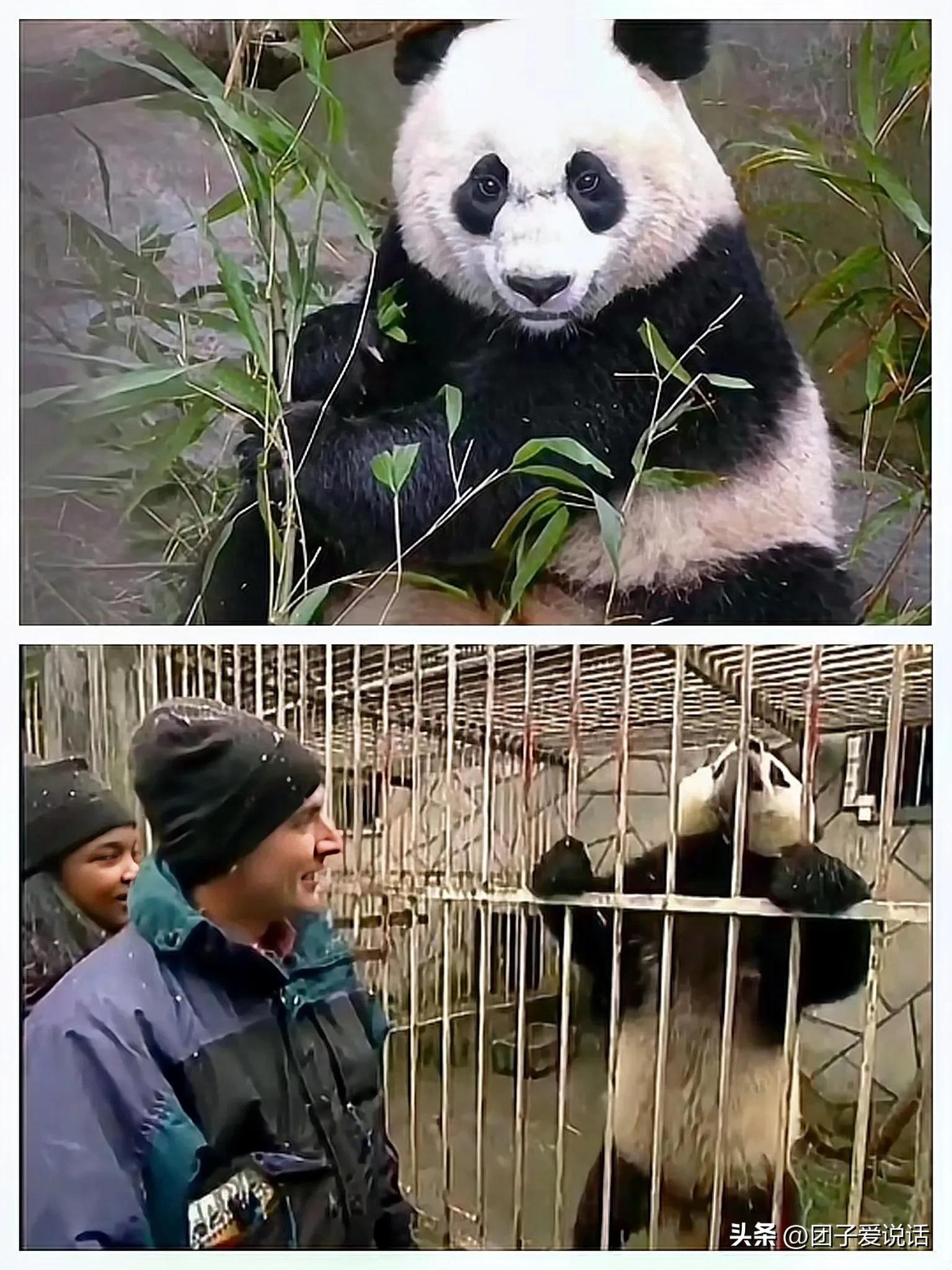 The story about "Mei Xiang", a giant panda living in the United States ...