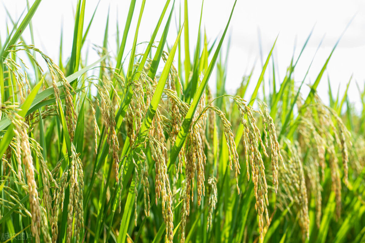 Top 10 rice producing countries in the world - iMedia