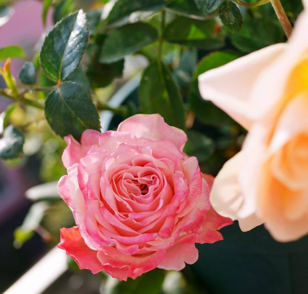 It is very simple to raise the rose, keep pruning and fertilizing, and ...