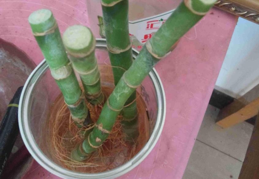 Lucky bamboo hydroponics do not pay attention to these "3 points", no ...