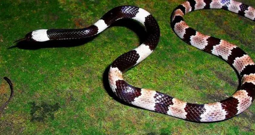 List of Snakes - Snakes (4) - iMedia