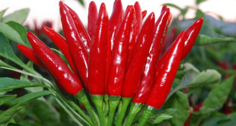 Overturning the three views, peppers can grow into pepper trees! Why ...