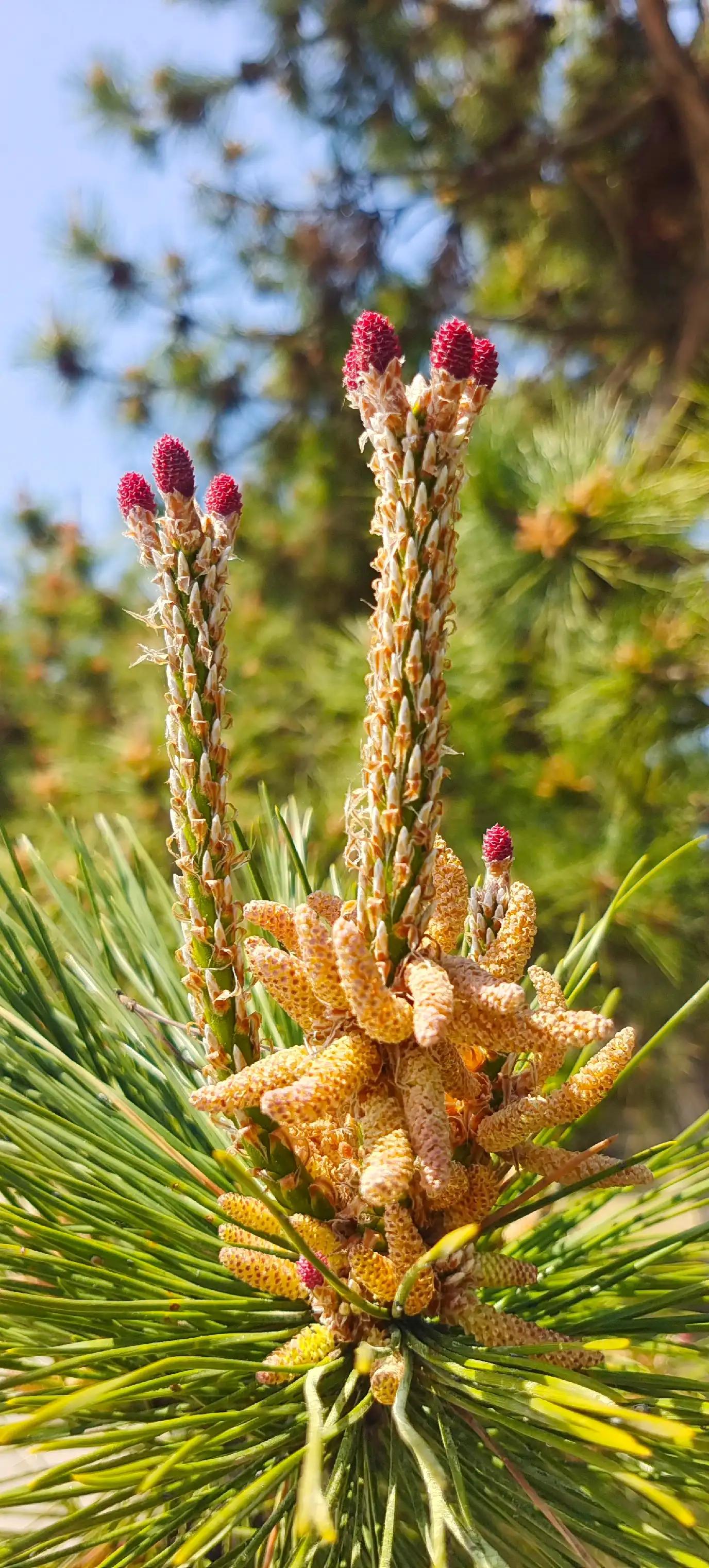 It's the time when the pine blossoms are blooming again - iMedia